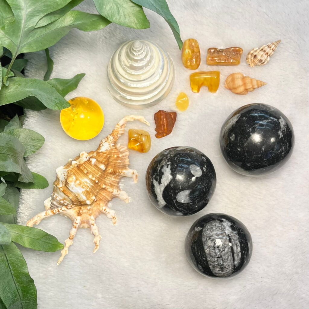 Orthoceras kula | Natura i Sztuka