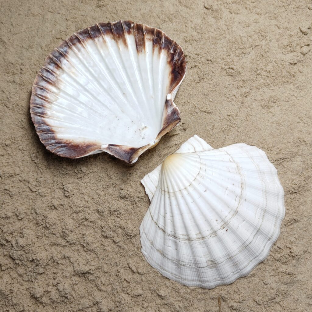 Pecten Maximus (muszla) | Kamienie i minerały | Natura i Sztuka